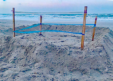 What we do – Atlantic Beach Sea Turtle Project