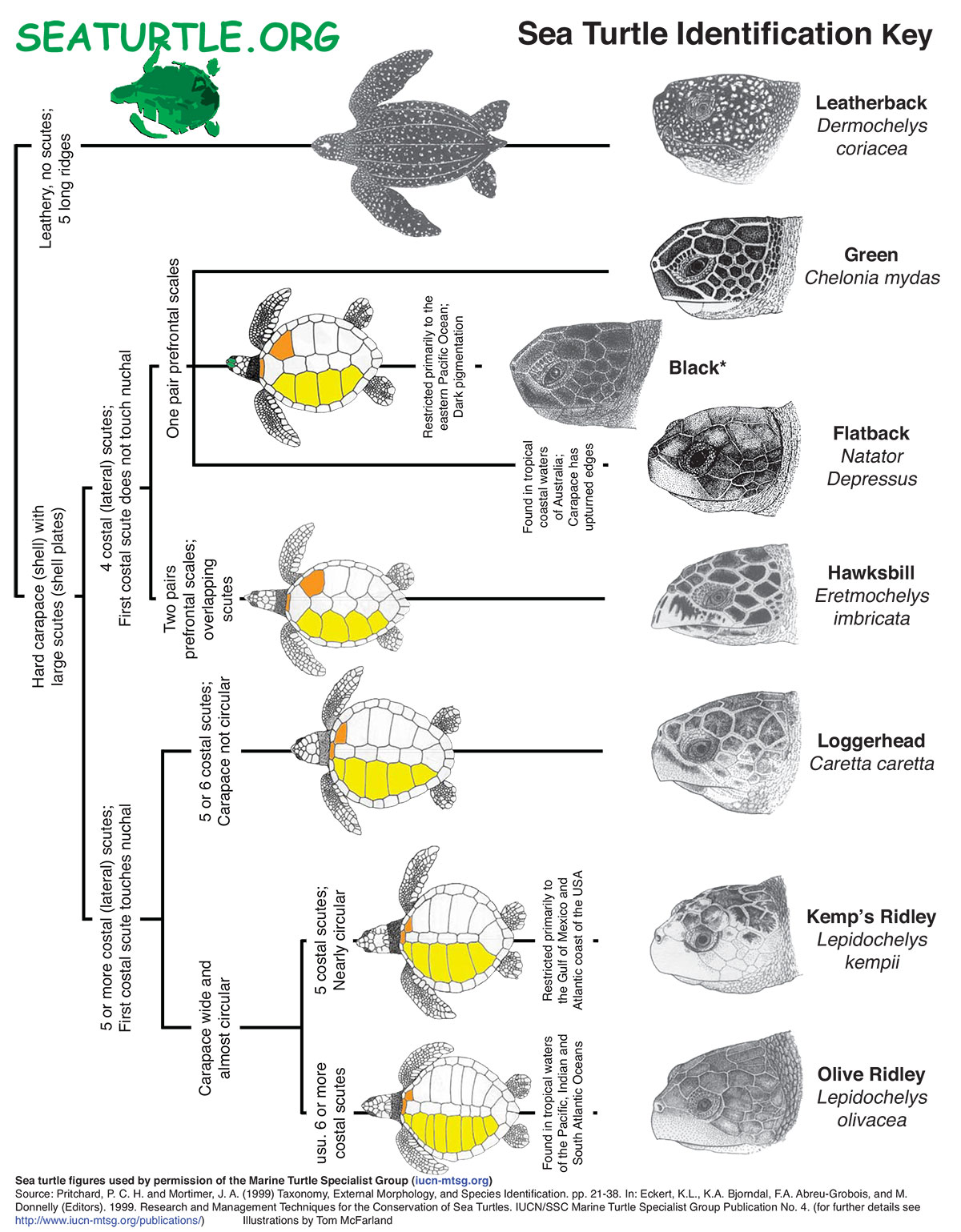 Turtle Species ID - Atlantic Beach Sea Turtle Project