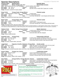 Turtle Species ID - Atlantic Beach Sea Turtle Project